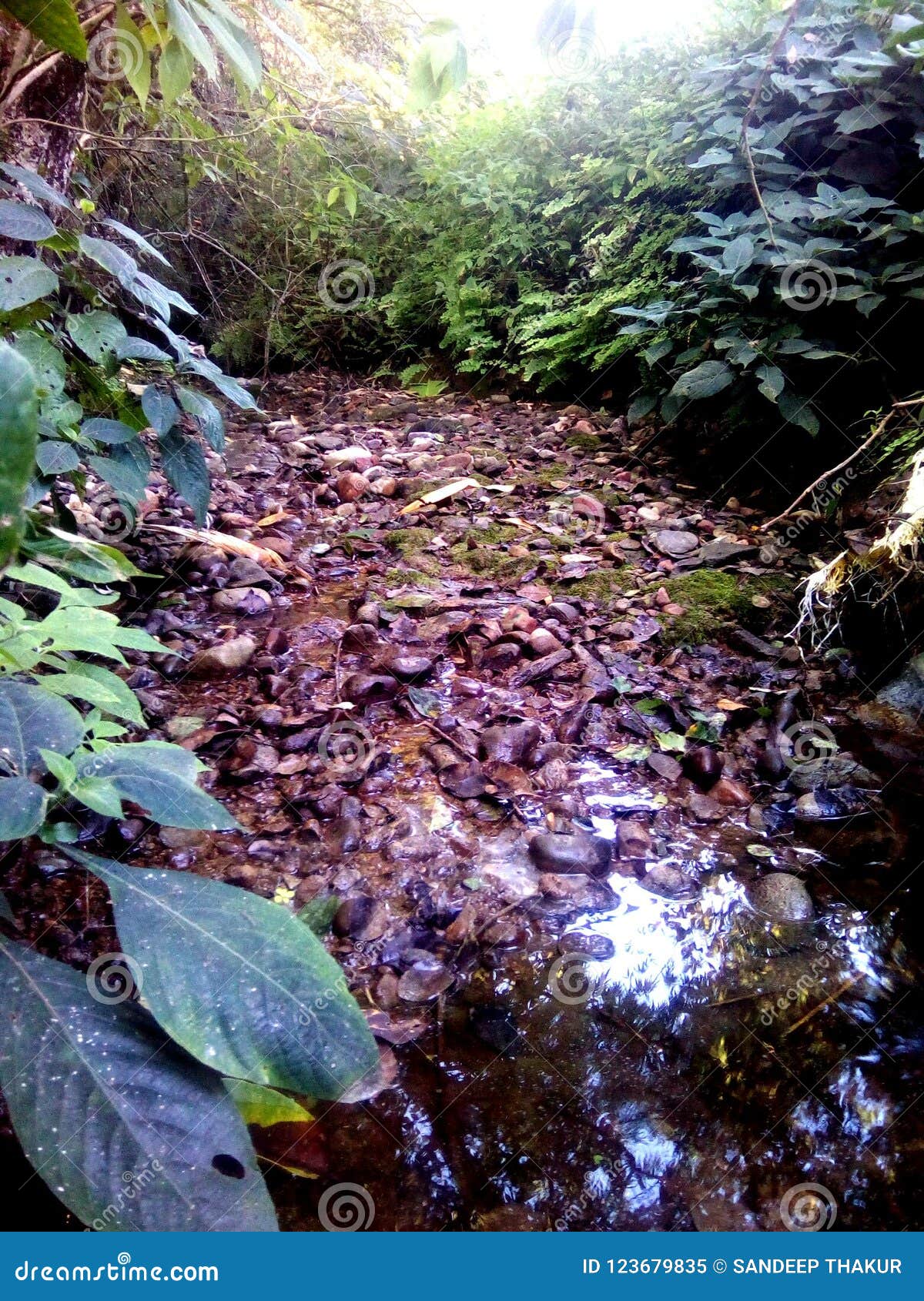 Small river with greenery stock image. Image of river - 123679835