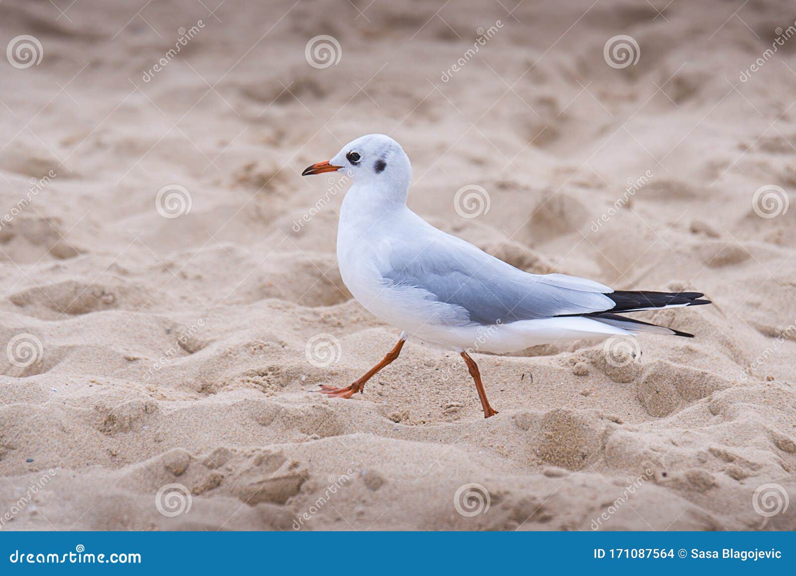 Small river gull stock photo. Image of vacation, water - 171087564