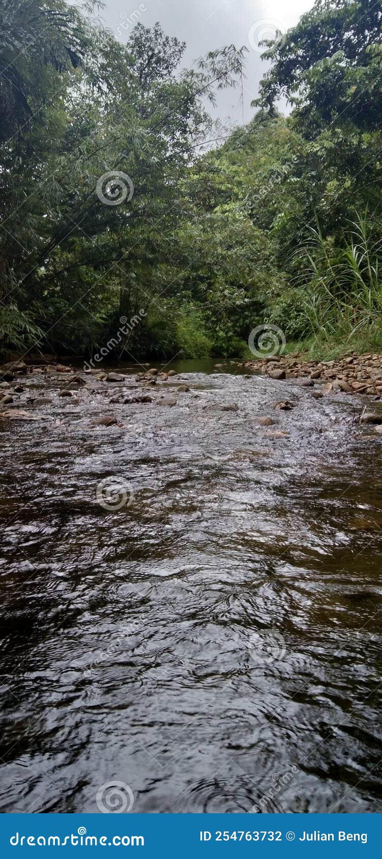 The Small River Inside the Jungle of Rainforest. Stock Photo - Image of ...