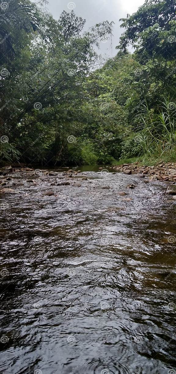 The Small River Inside the Jungle of Rainforest. Stock Photo - Image of ...
