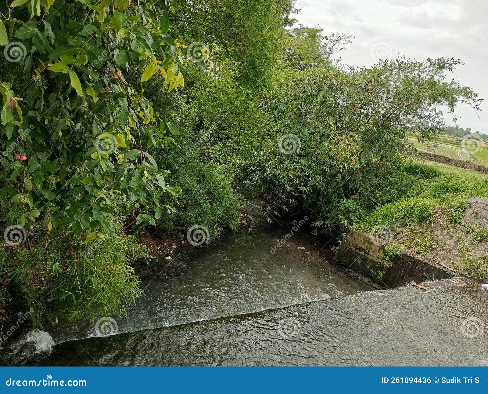 A Small River for Irrigation of Rice Fields, with a View of Green Trees ...