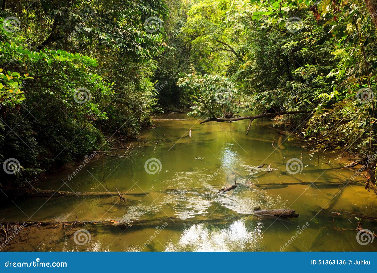 Small river in jungle stock photo. Image of rain, forest - 51363136