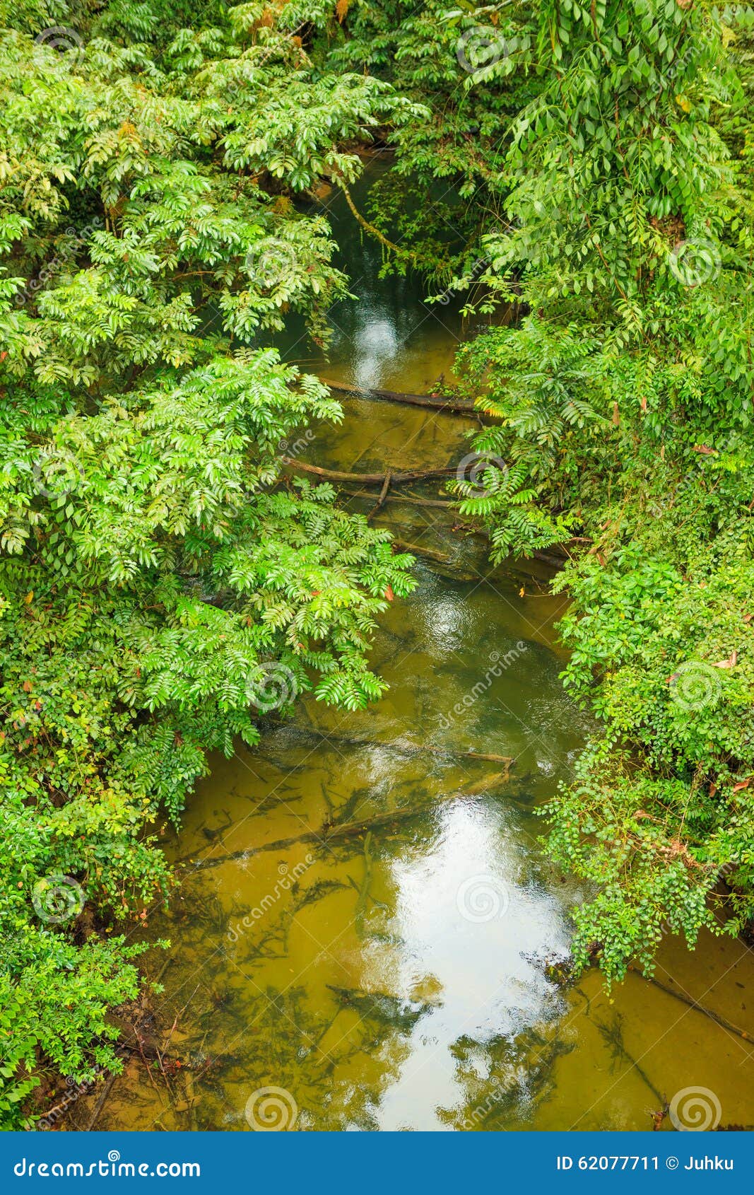 Small river in jungle stock image. Image of leaves, nature - 62077711