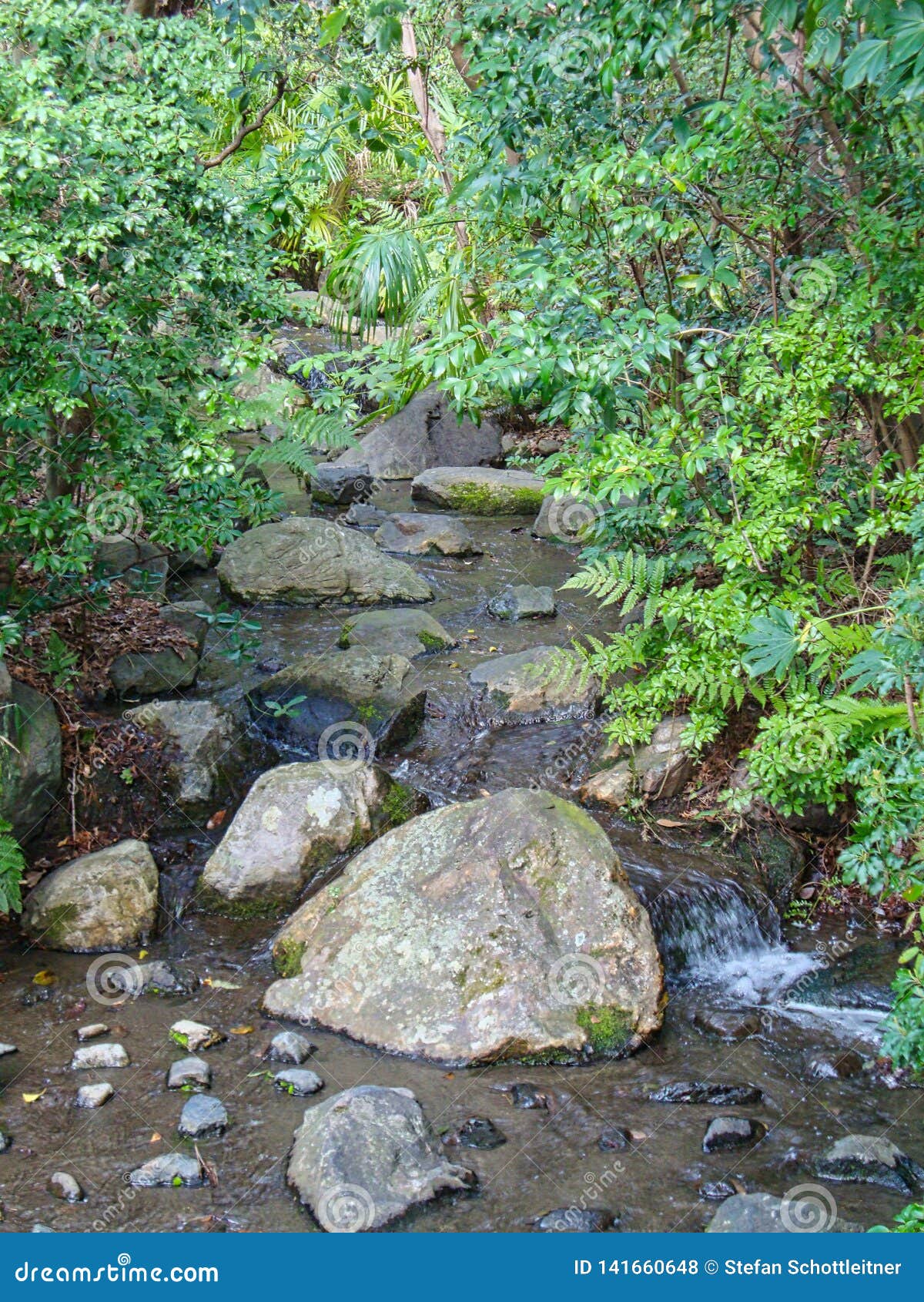 A Small River in the Jungle Stock Photo - Image of landscape, cascade ...