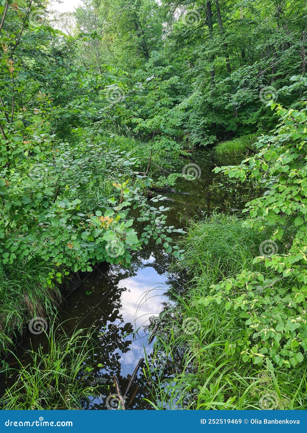 A Small River in the Middle of the Forest, among Trees and Bushes Stock ...