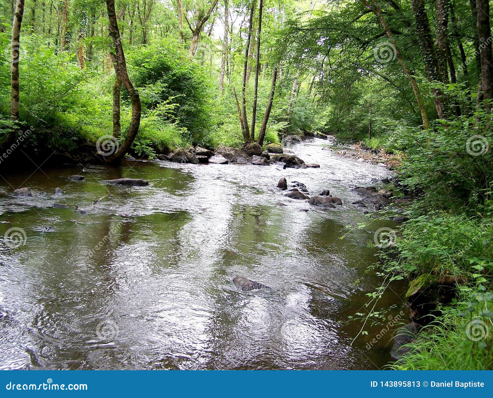 Stream, a Small Mountain River in the Middle of the Forest Stock Image ...