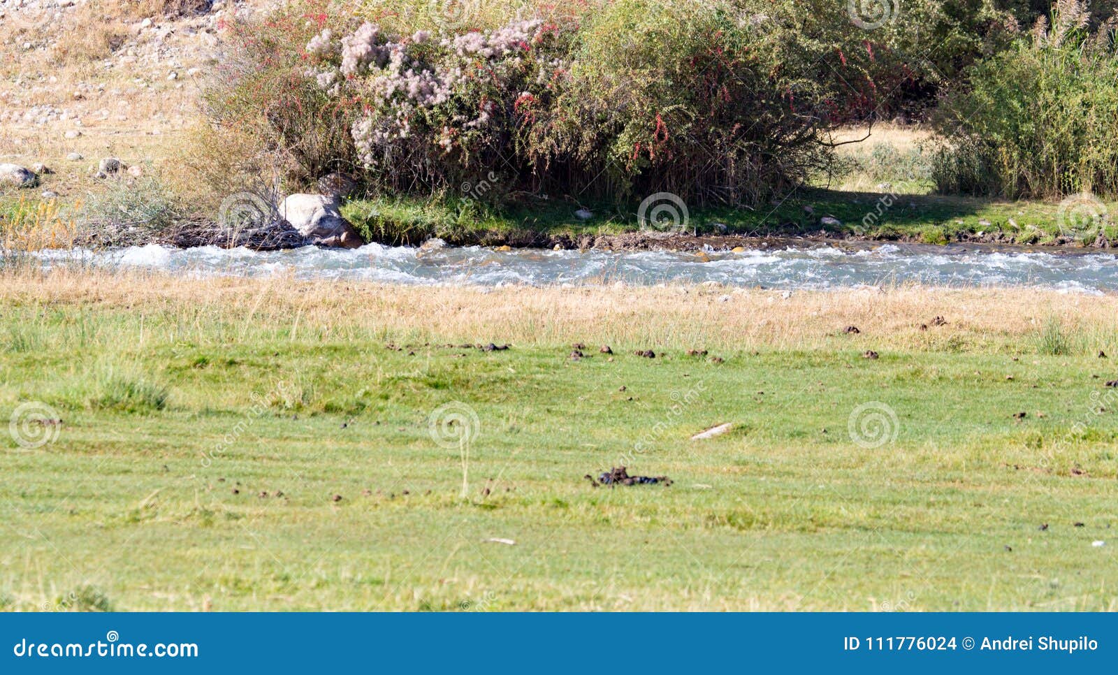 Small river in nature stock photo. Image of forest, aerial - 111776024
