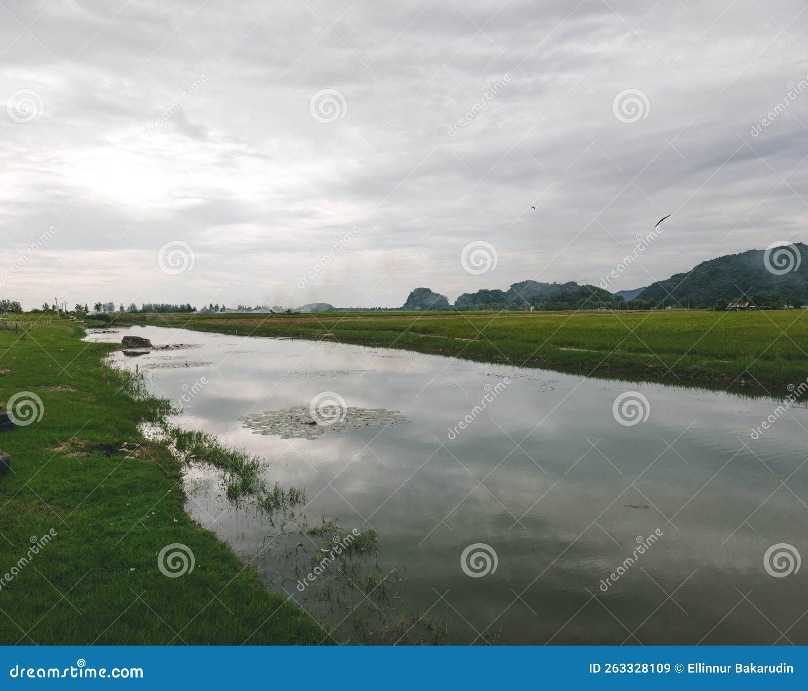 Small River Next To the Paddy Fields in Perlis, Malaysia Stock Image ...