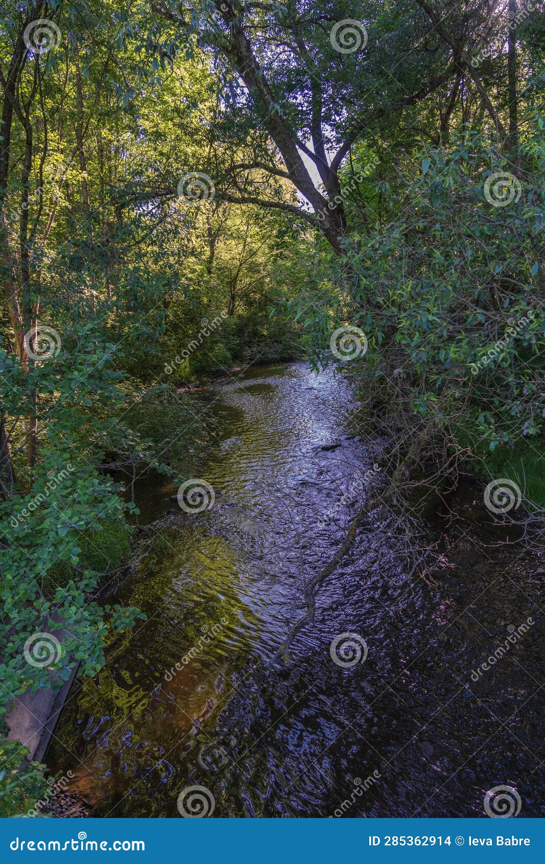 A Small River Overgrown with Bushes in the Morning Stock Photo - Image ...