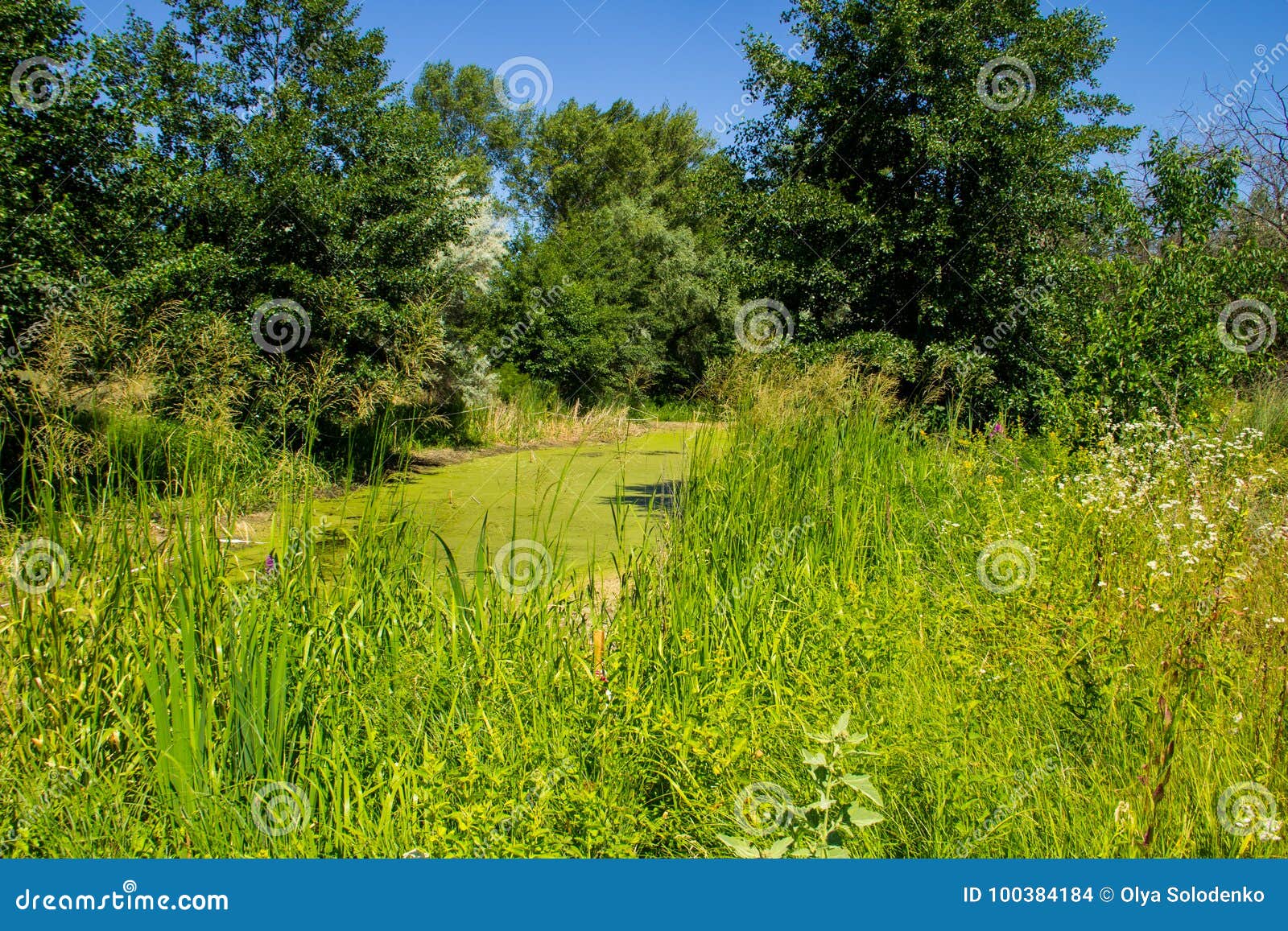 Overgrown Duckweed Lake In Autumn. Overgrown Lake, Along The Banks Of ...
