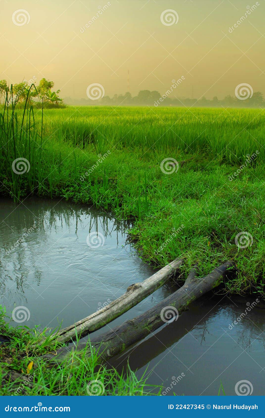 Small river at paddy field stock image. Image of java - 22427345