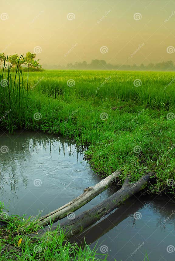 Small river at paddy field stock image. Image of java - 22427345