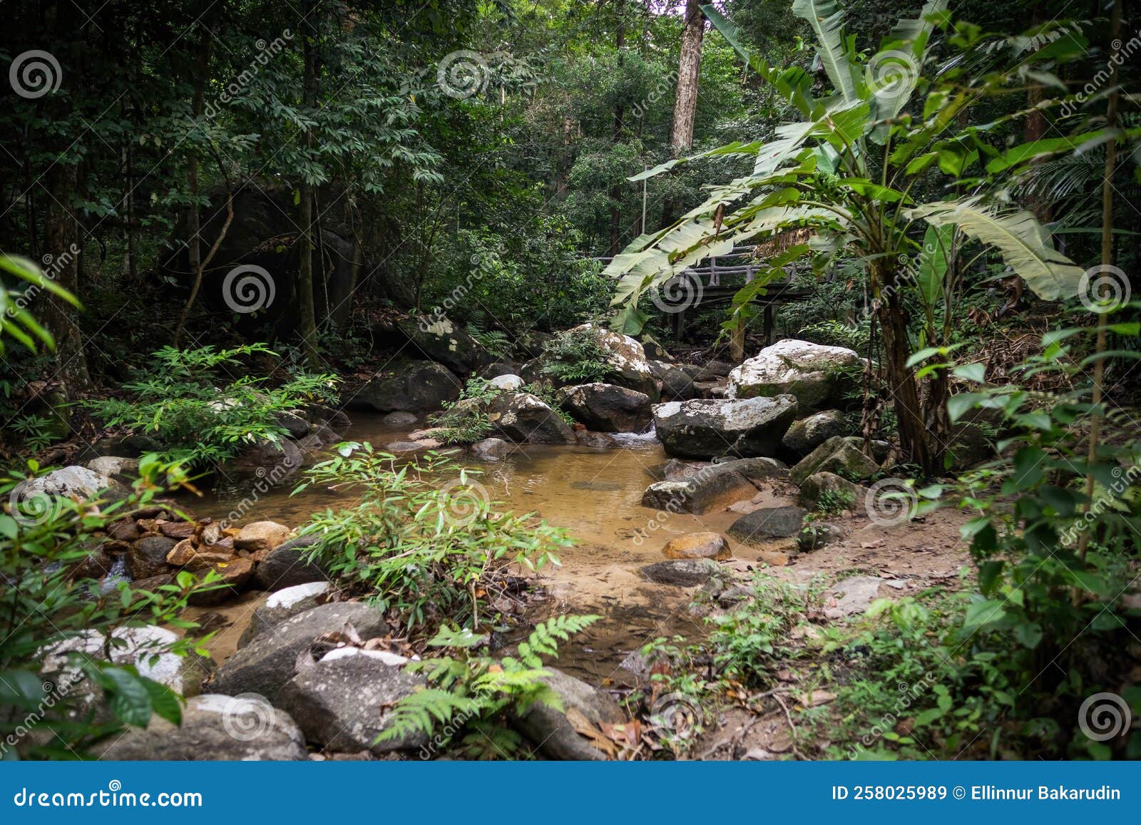 Small River in the Rainforest Jungle Stock Image - Image of peru ...