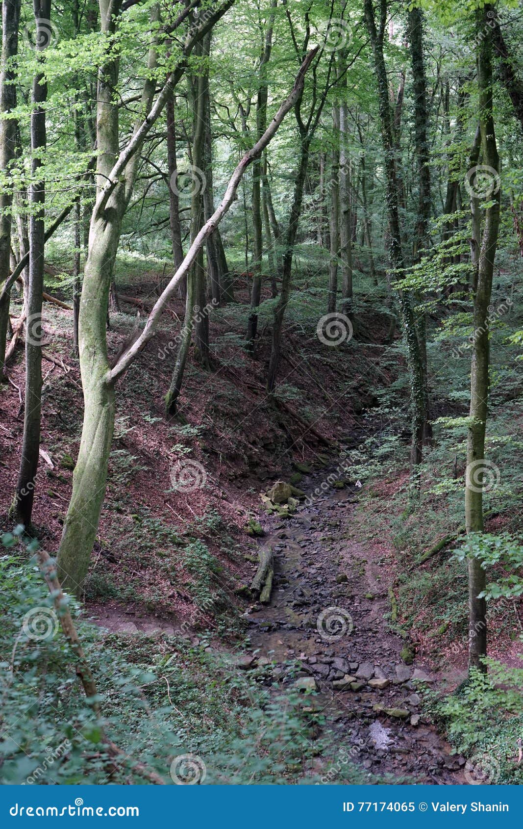 Small river in ravine stock image. Image of rock, nature - 77174065