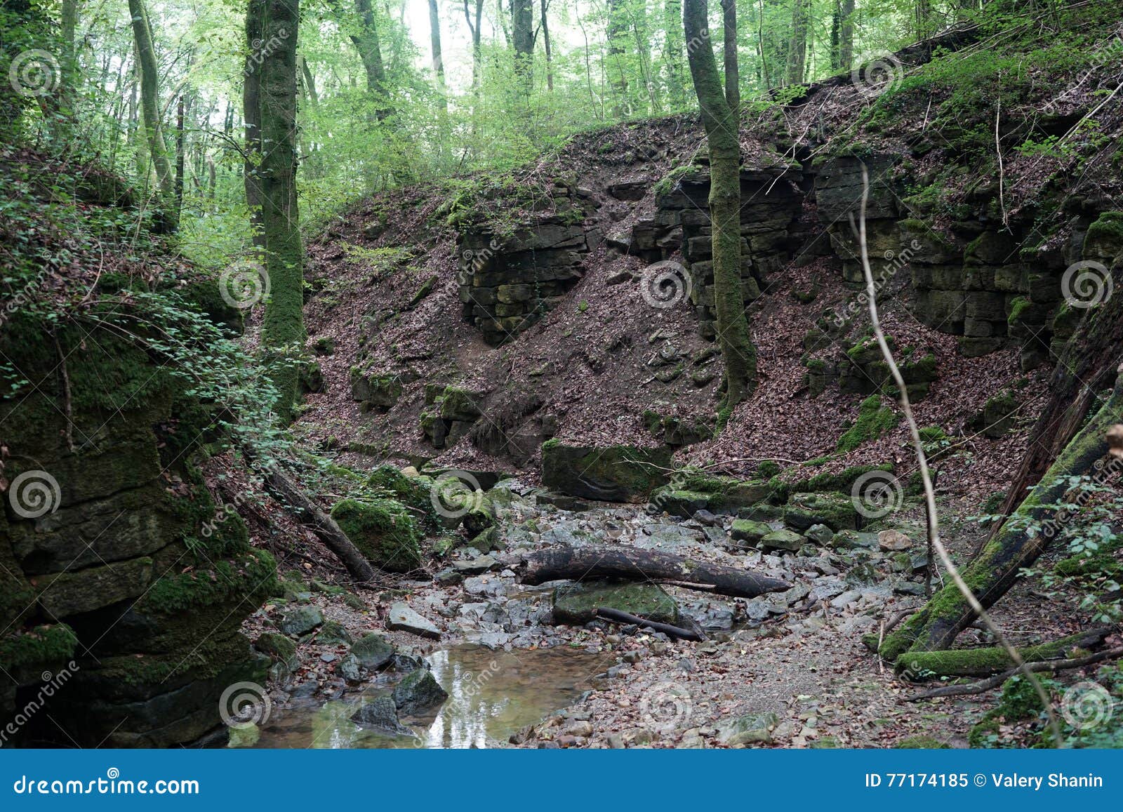 Small river in ravine stock image. Image of green, nature - 77174185
