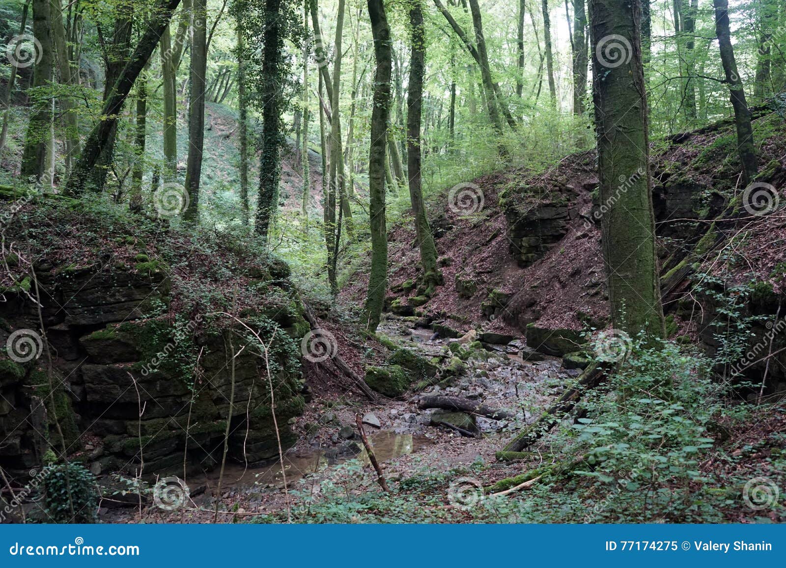 Small river in ravine stock image. Image of mountain - 77174275