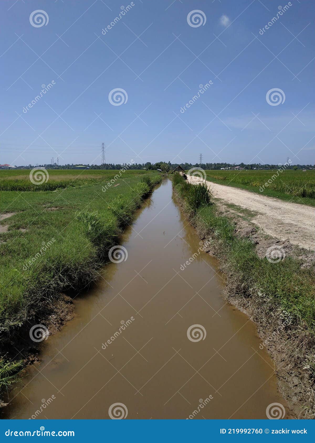 Small river in rice fields stock photo. Image of nature - 219992760