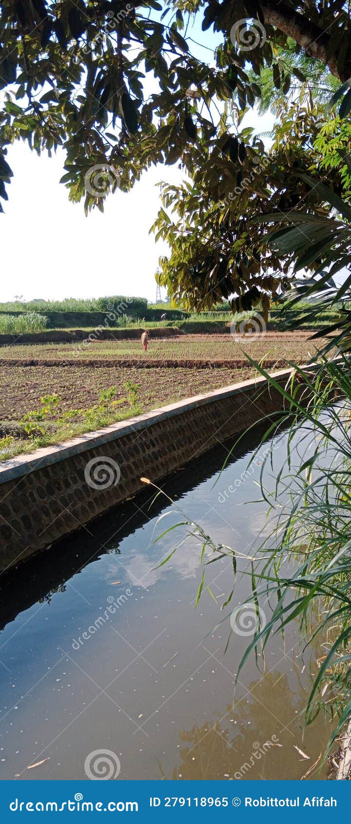A Small River beside Rice Fields Stock Image - Image of fields, canal ...