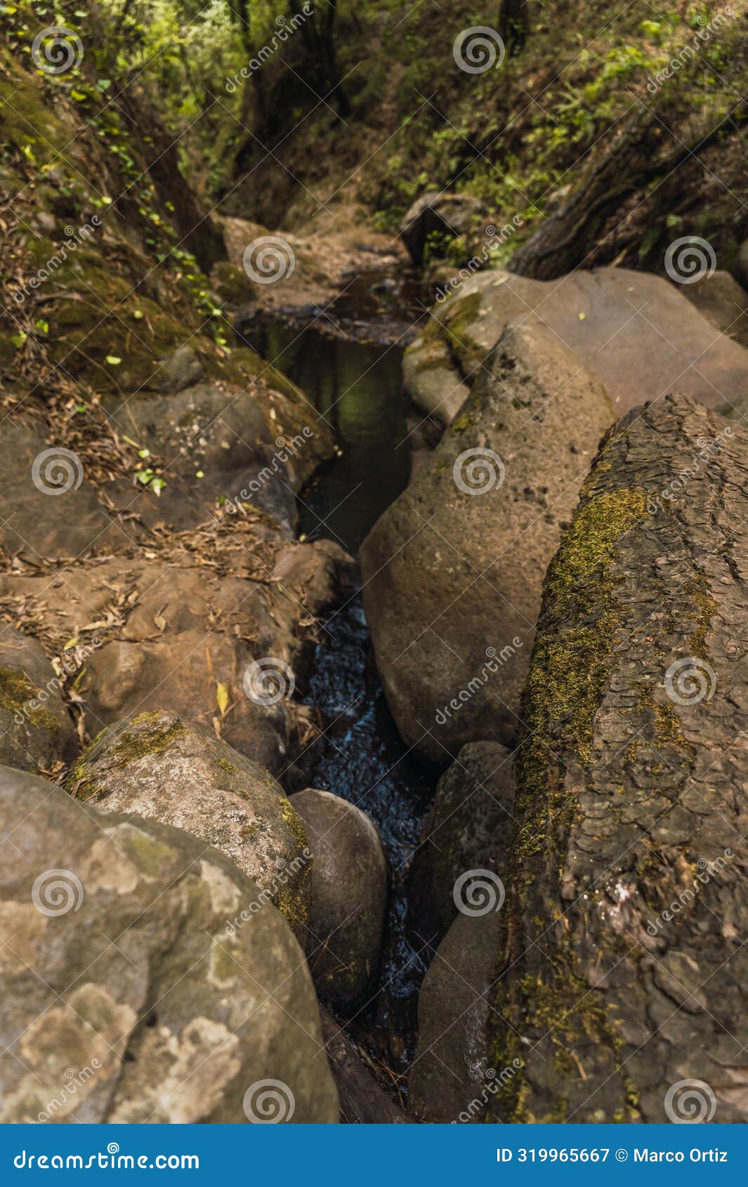 Small River with Rocks, Trees and Plants Stock Image - Image of branch ...