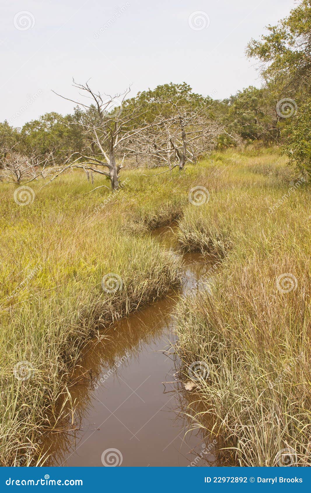 Small River Running through Wetland Marsh Stock Photo - Image of pond ...