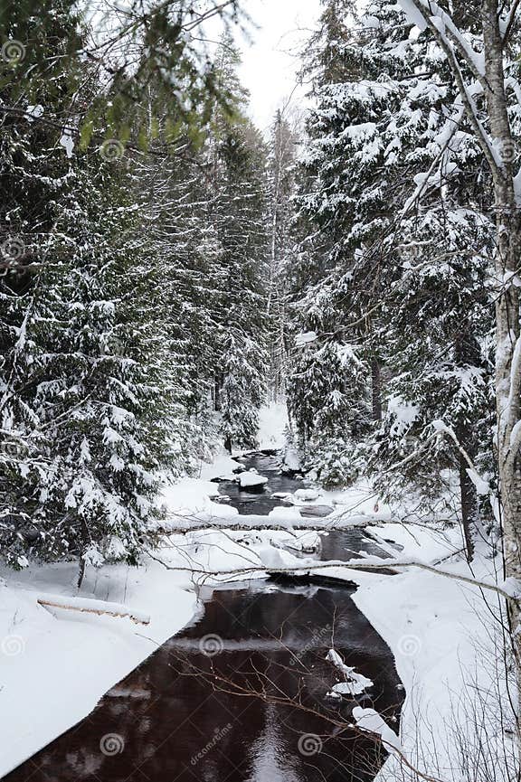Small River in Snowy Forest during Cold Winter Stock Image - Image of ...