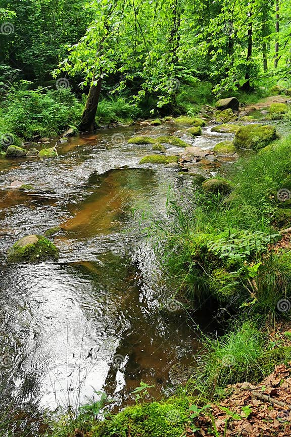 Small River in Spring Czech Forest Stock Photo - Image of czech, nature ...