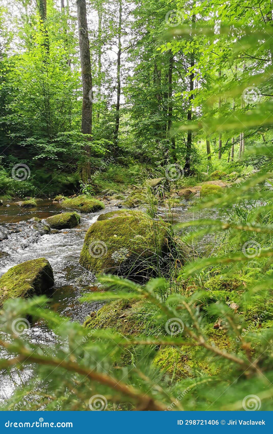 Small River in Spring Czech Forest Stock Photo - Image of moss, spring ...