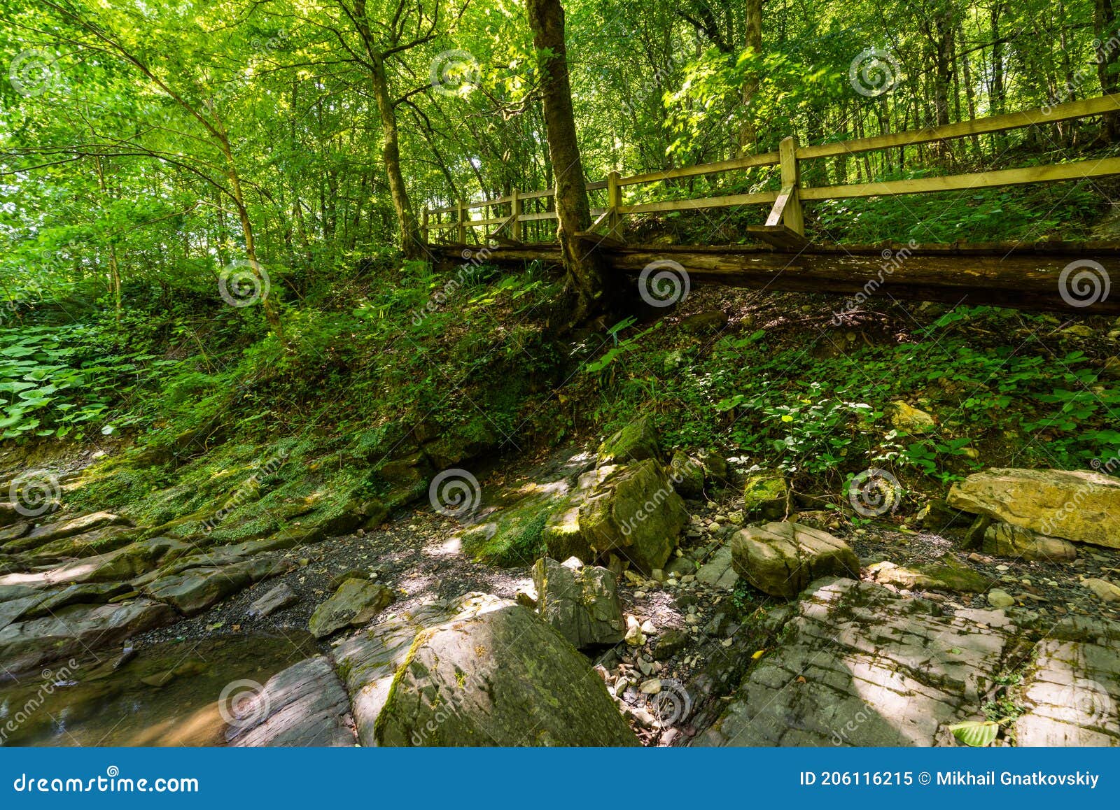 Small River or Stream in Deep Forest Stock Image - Image of deep ...