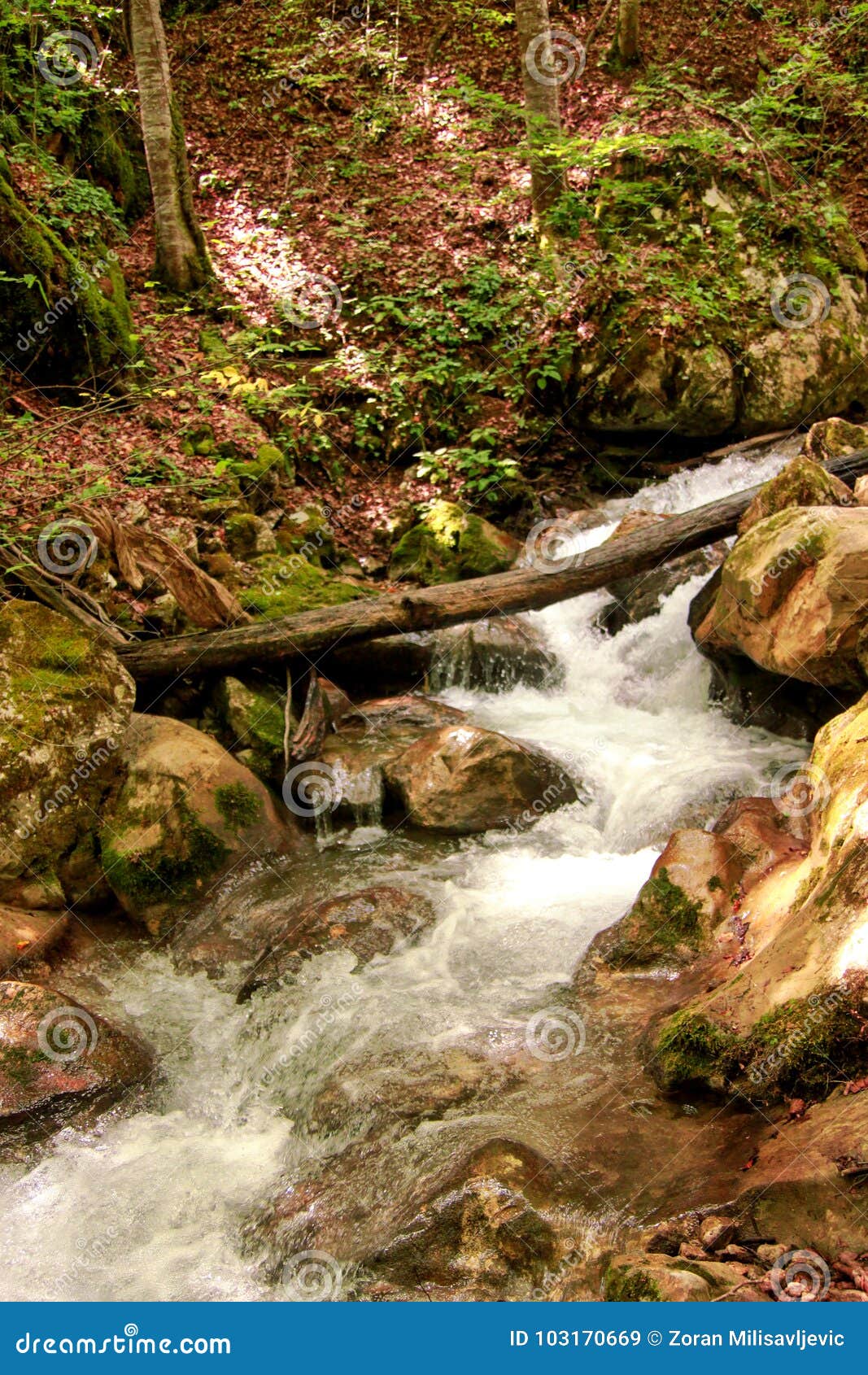 Small River Stream Waterfall in the Forest Natural Environment Stock ...
