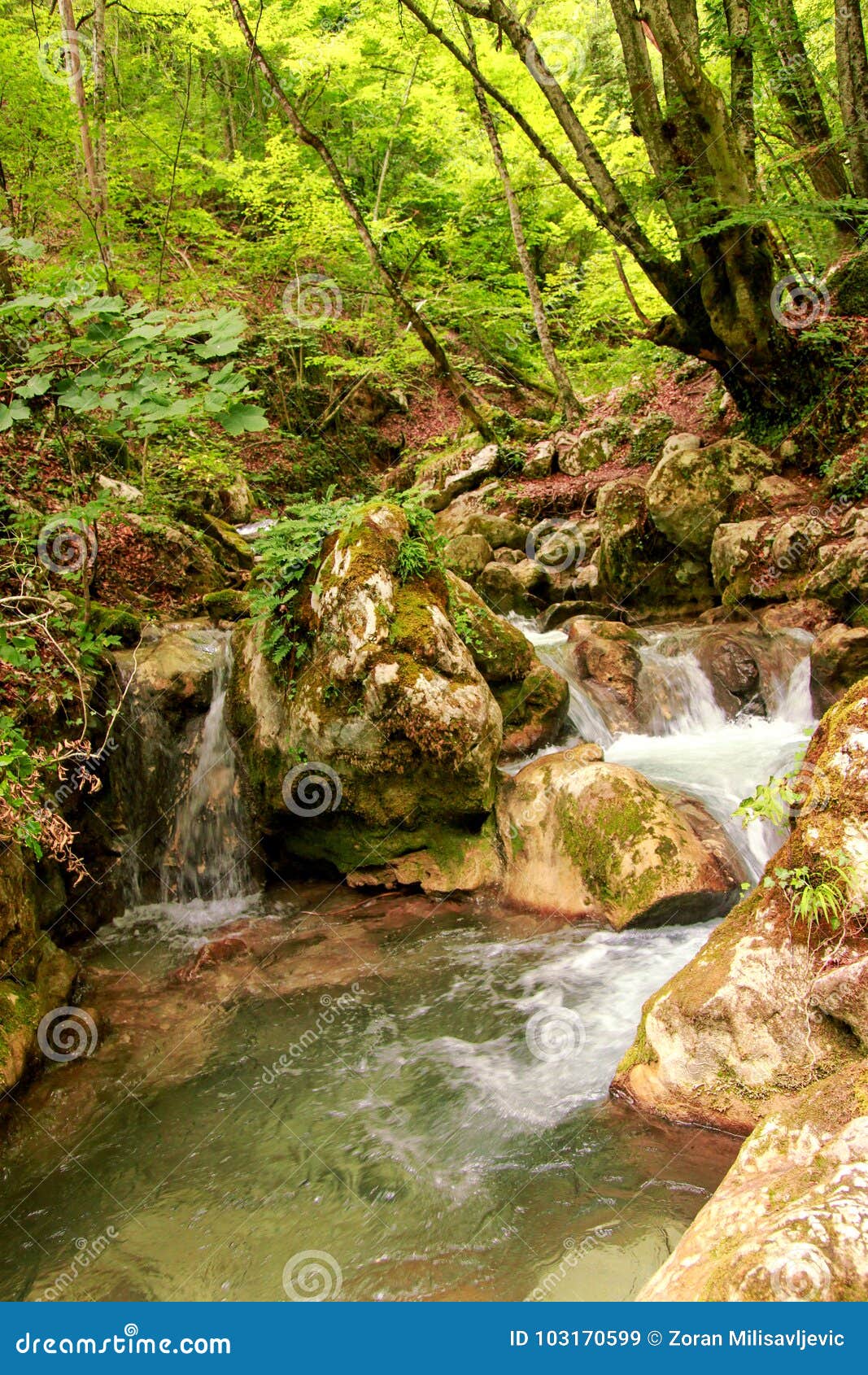 Small River Stream Waterfall in the Forest Natural Environment Stock ...