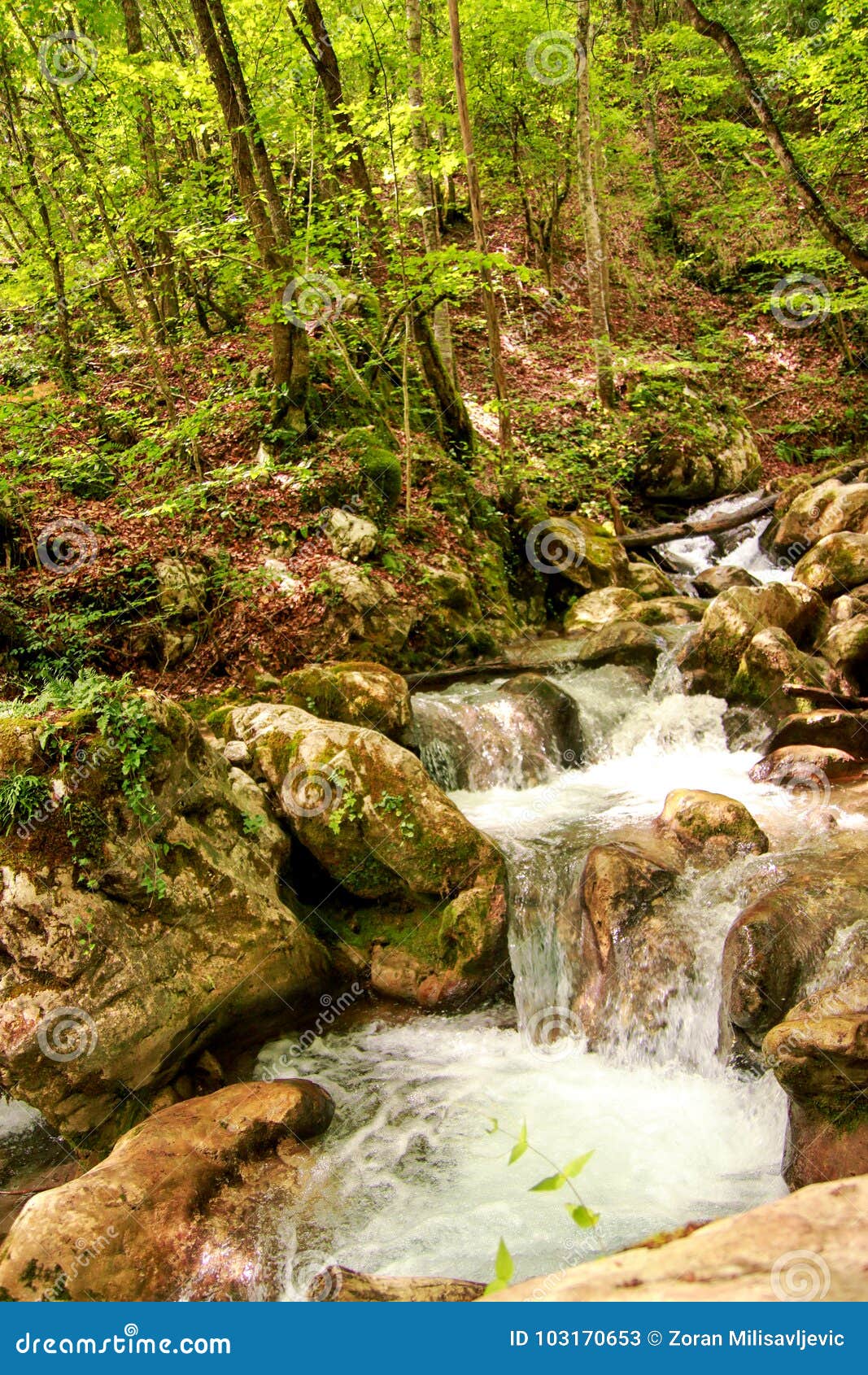 Small River Stream Waterfall in the Forest Natural Environment Stock ...