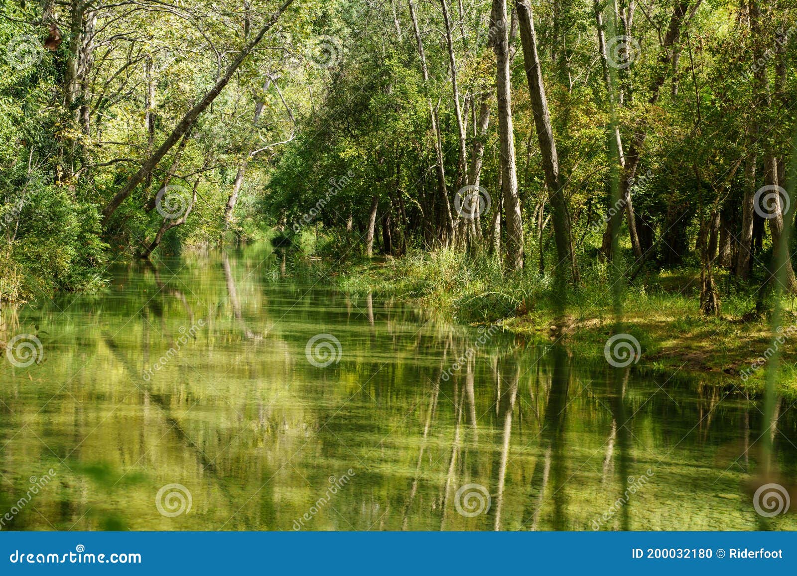Small River Surrounded by Green Trees Stock Photo - Image of natural ...