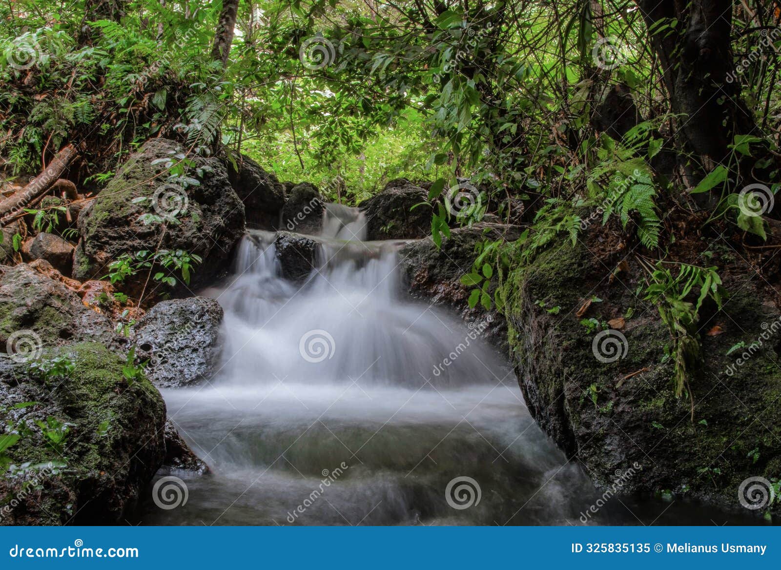 Small River in Tropical Forest with Green Nature with Slow Motion ...