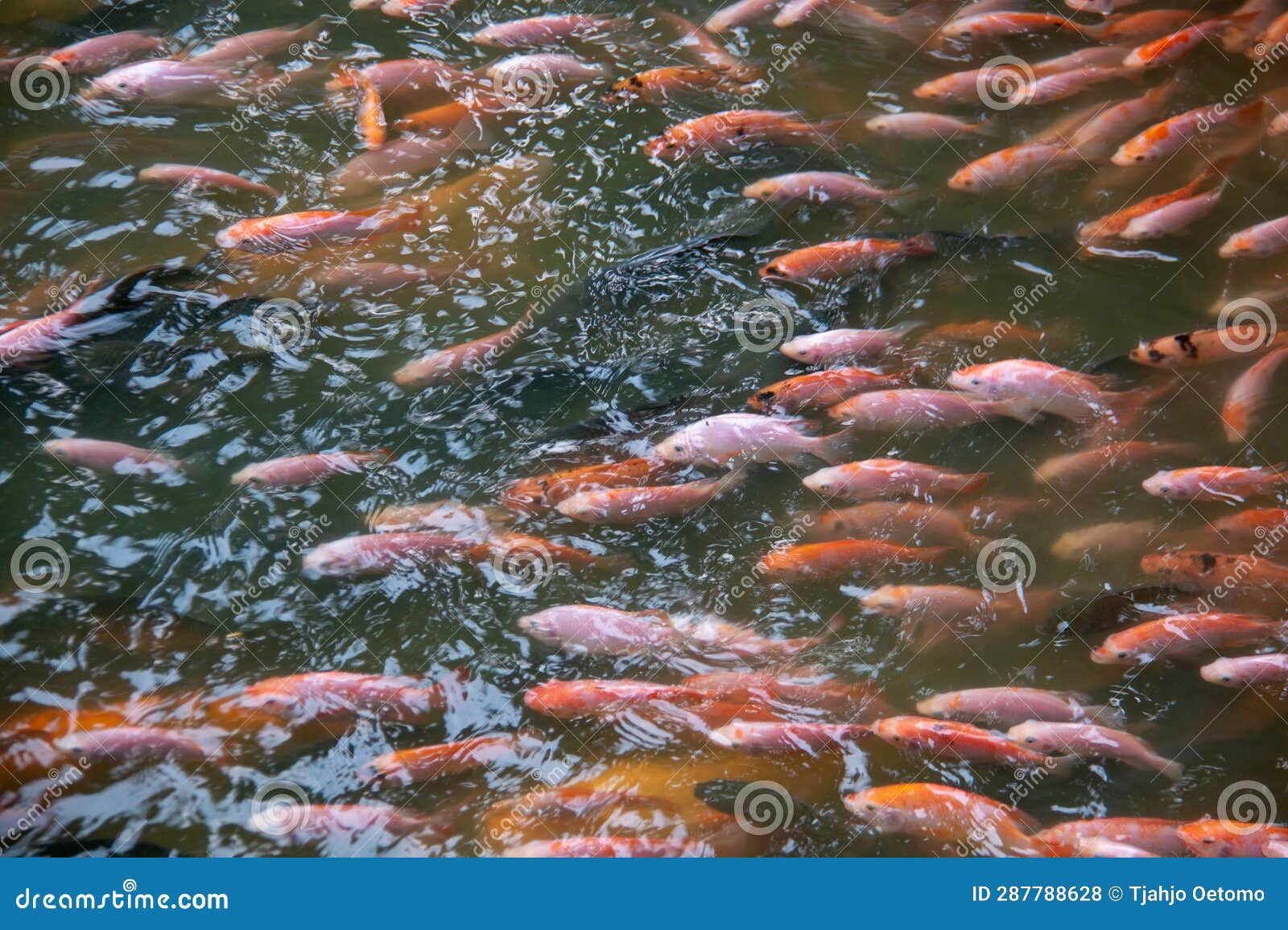 A Small River Where There are Lots of Fish Stock Photo - Image of ...