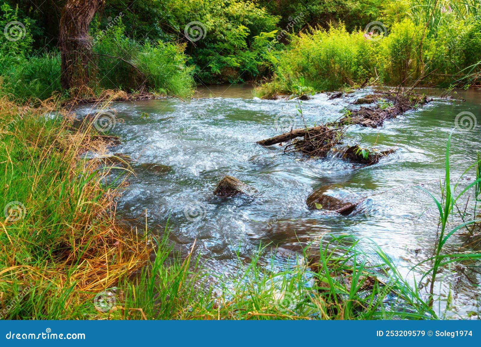 A Small River in a Wild Forest, a Beautiful Summer Landscape, Bright ...