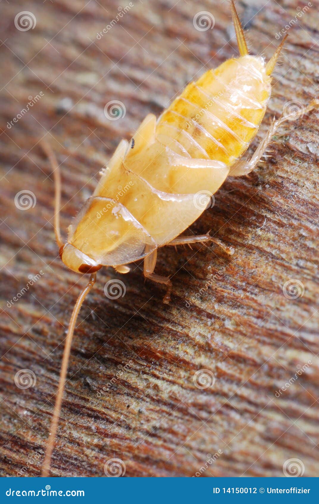 Small Roach stock photo. Image of cockroach, biology - 14150012