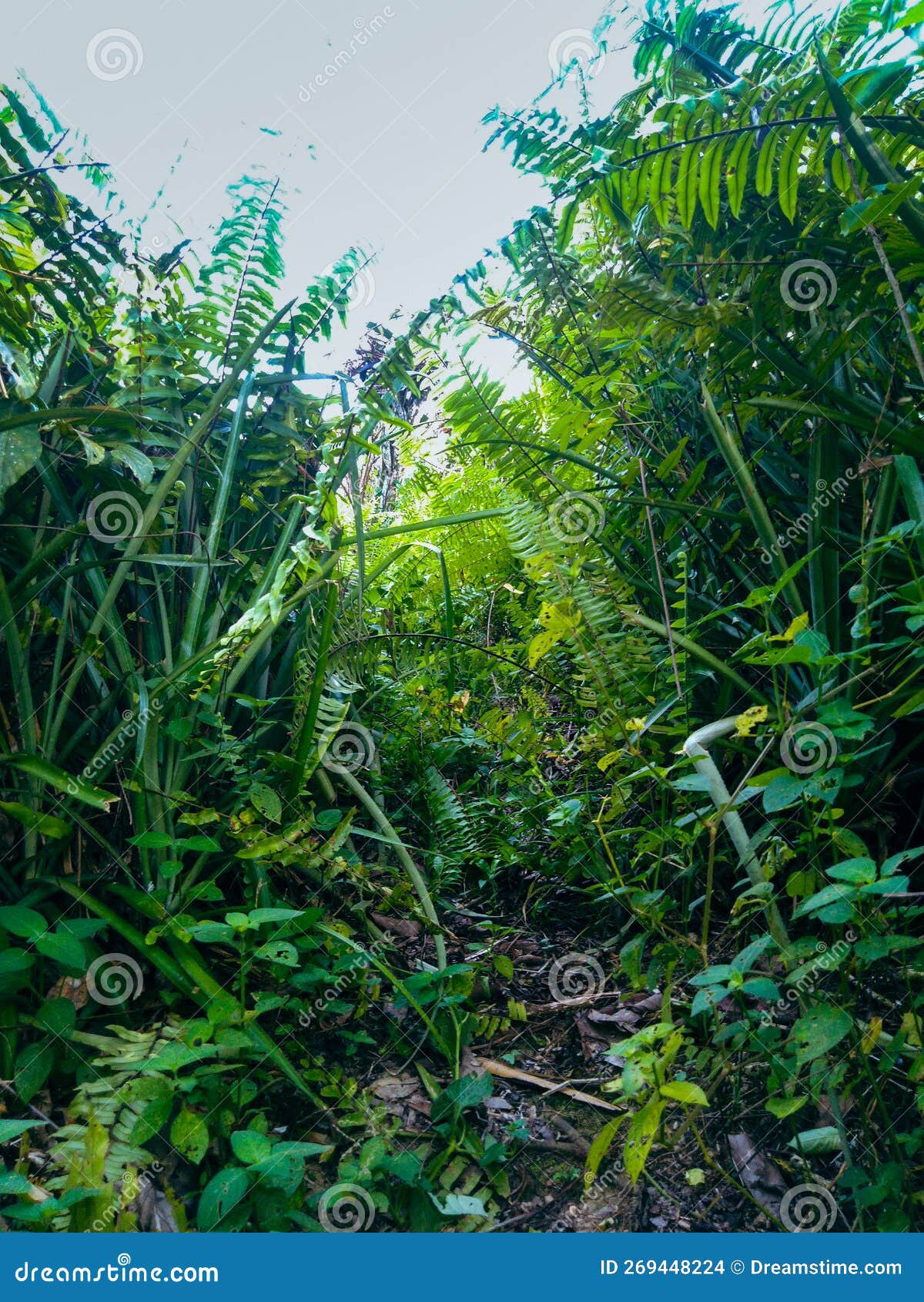 Small Road Filled with Shrubs on the Edge of the Borneo Jungle Stock ...