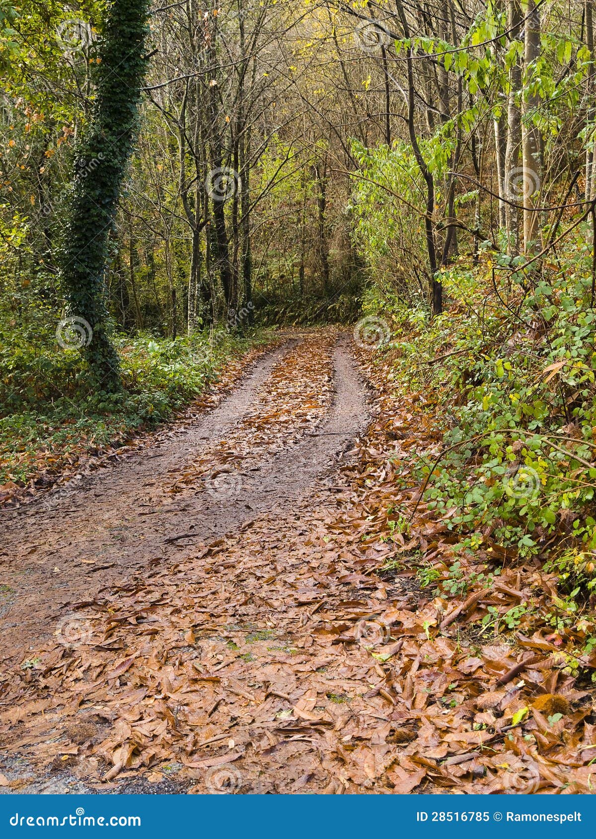 Small road in the forest stock image. Image of nature - 28516785