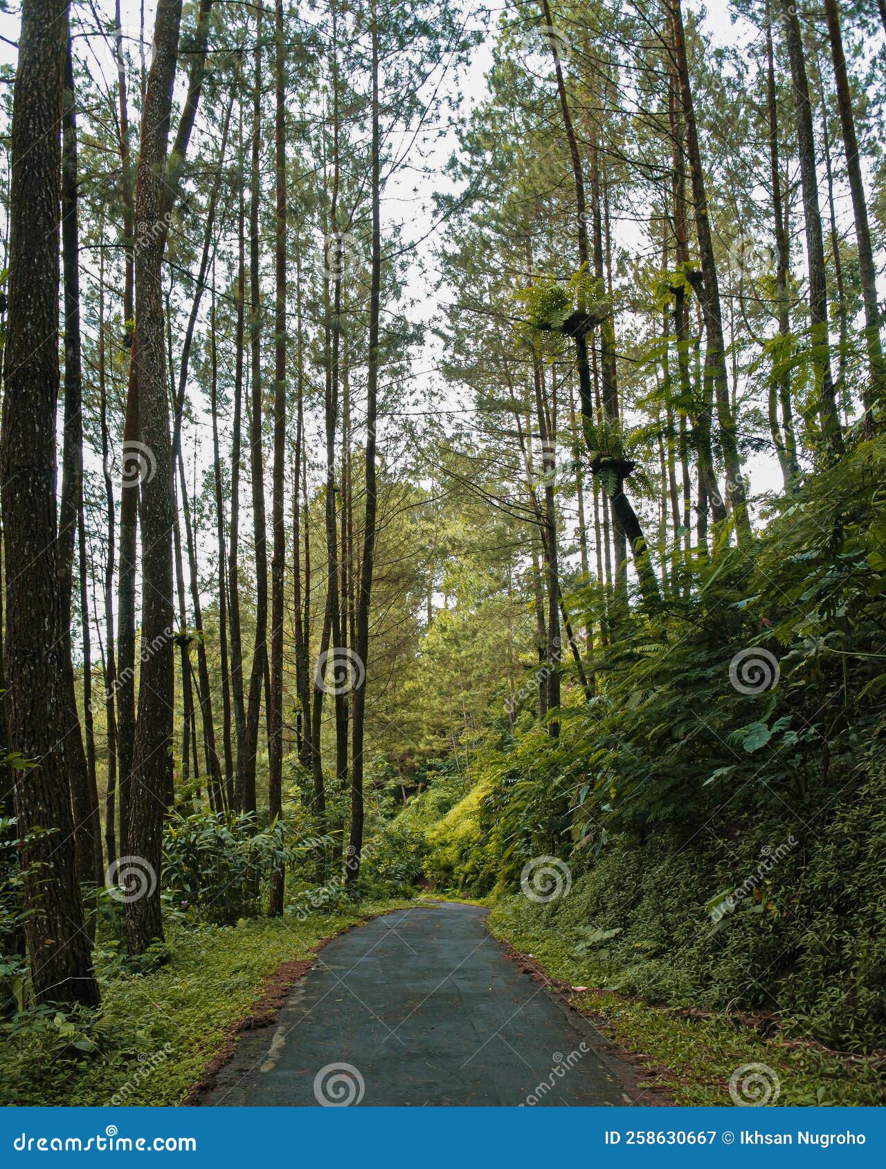 The Small Road beside it is Full of Pine Trees Stock Image - Image of ...