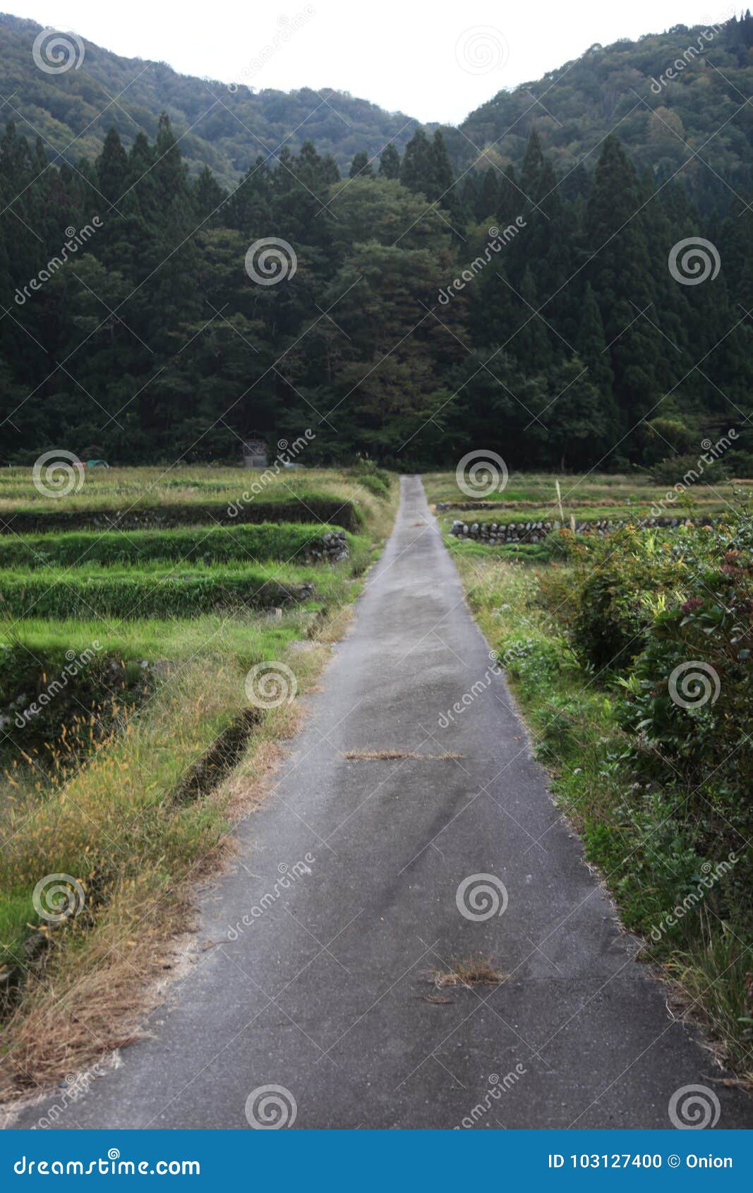 Small Road Going through Fields Stock Photo - Image of lost, texture ...