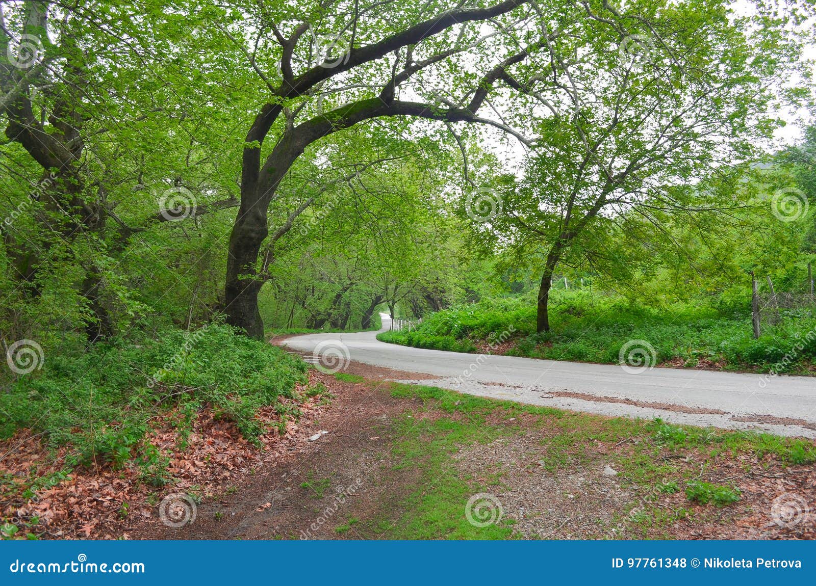 Small road in the nature stock photo. Image of tiny, autumn - 97761348