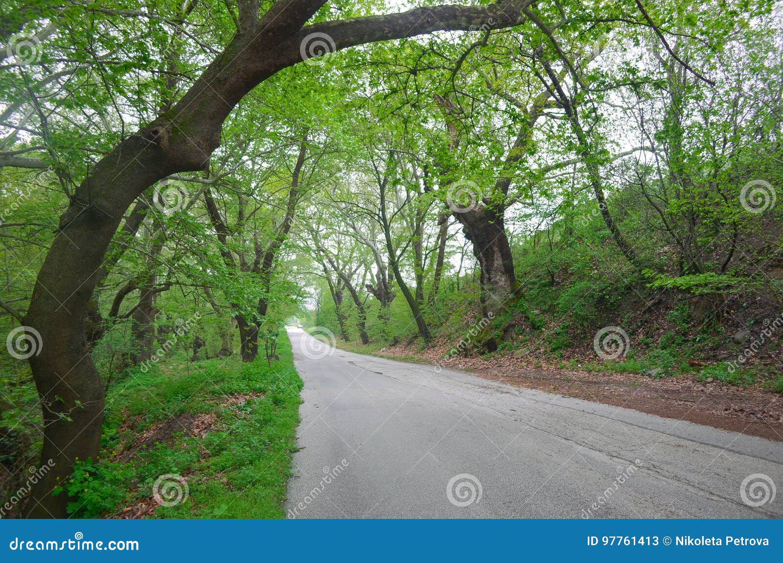 Small road in the nature stock image. Image of fall, leaves - 97761413