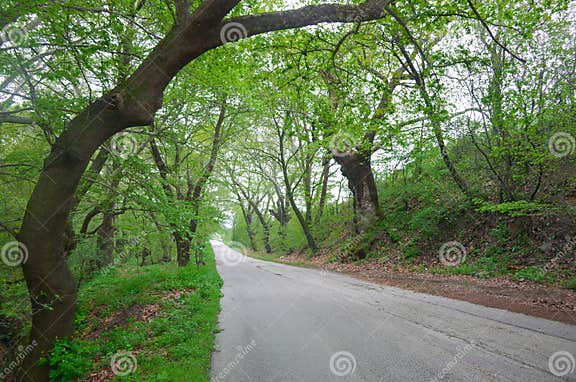 Small road in the nature stock image. Image of fall, leaves - 97761413