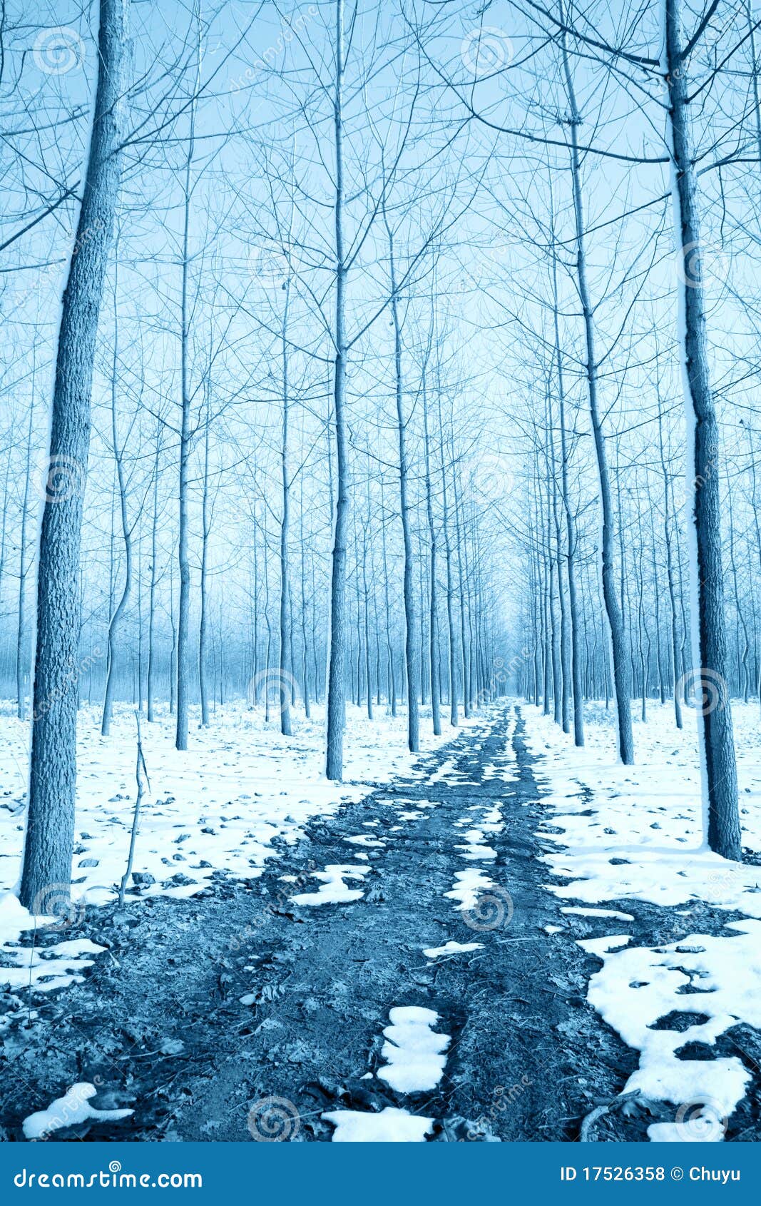 Small Road with Snow in Forest Stock Photo - Image of forest, cold ...