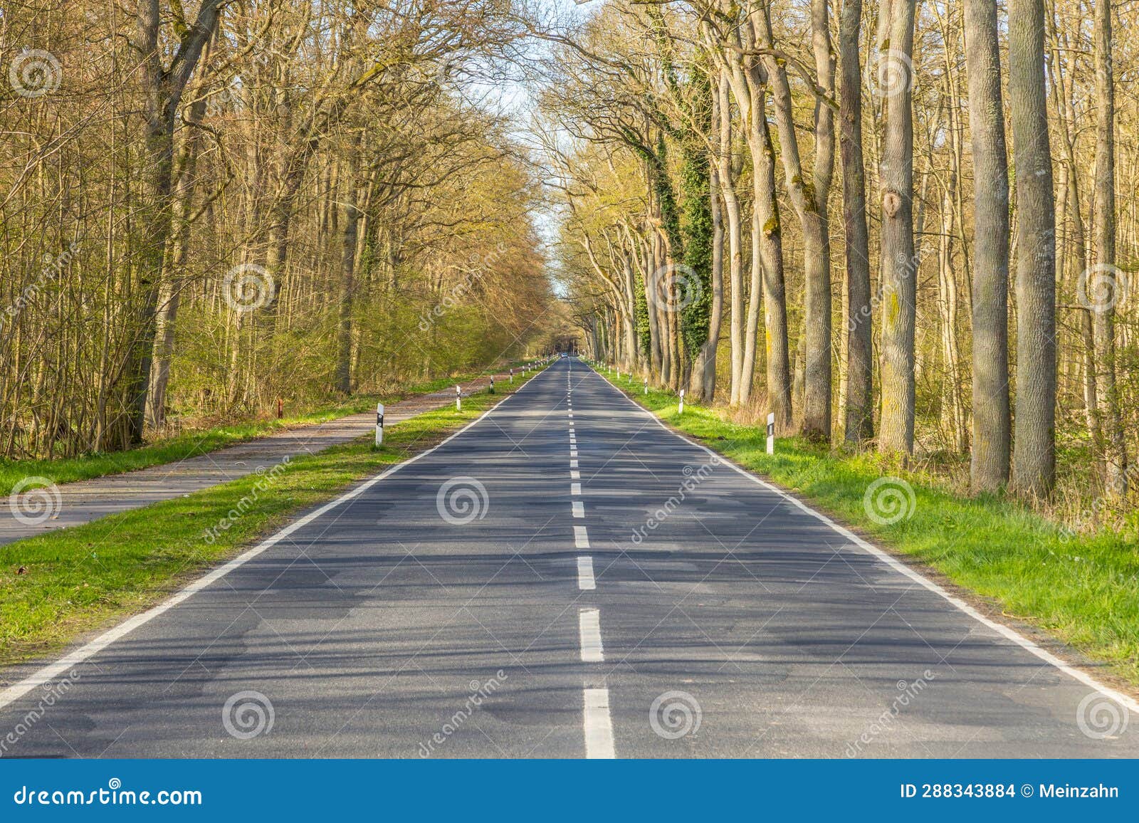 Small Road Thru the Forest in Usedom Stock Photo - Image of road, alley ...
