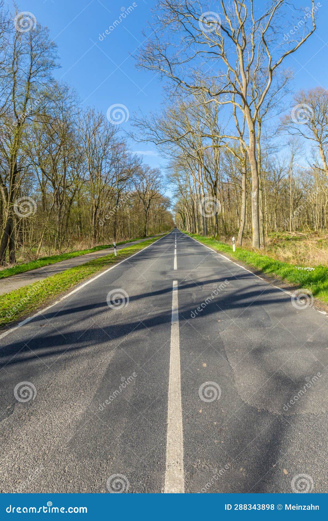 Small Road Thru the Forest in Usedom Stock Photo - Image of usedom ...