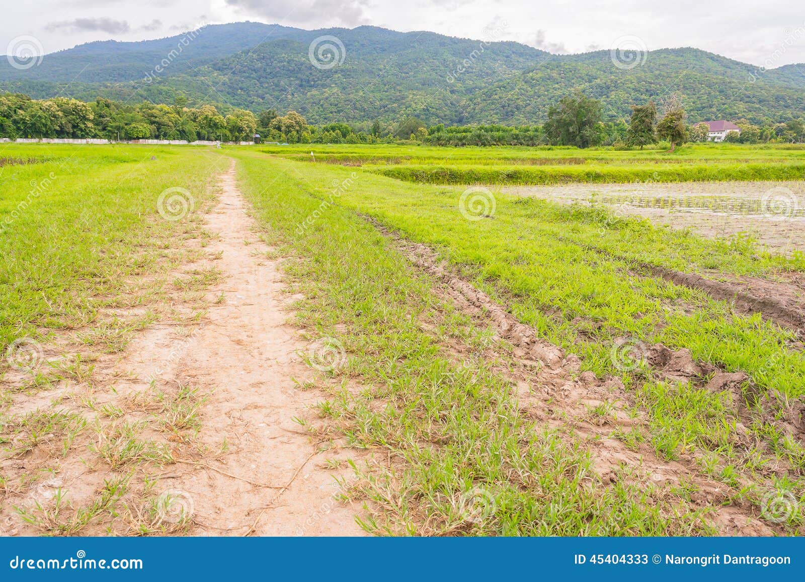 Small road to the field stock image. Image of avenue - 45404333