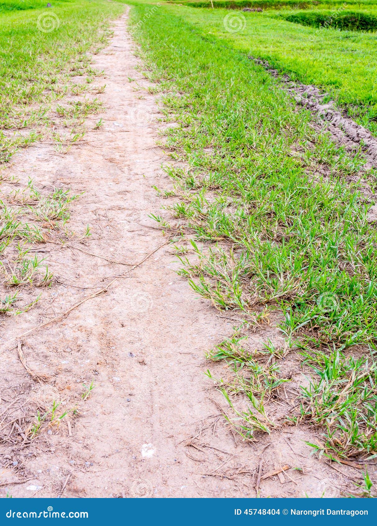 Small road to the field stock photo. Image of park, meadow - 45748404