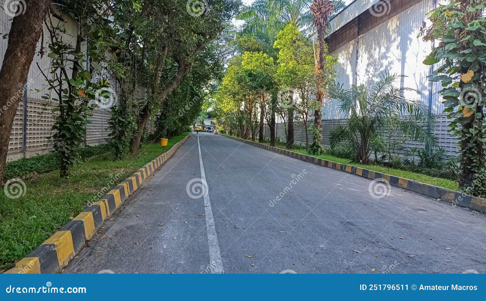 A Small Road with Trees on the Side Stock Image - Image of ...