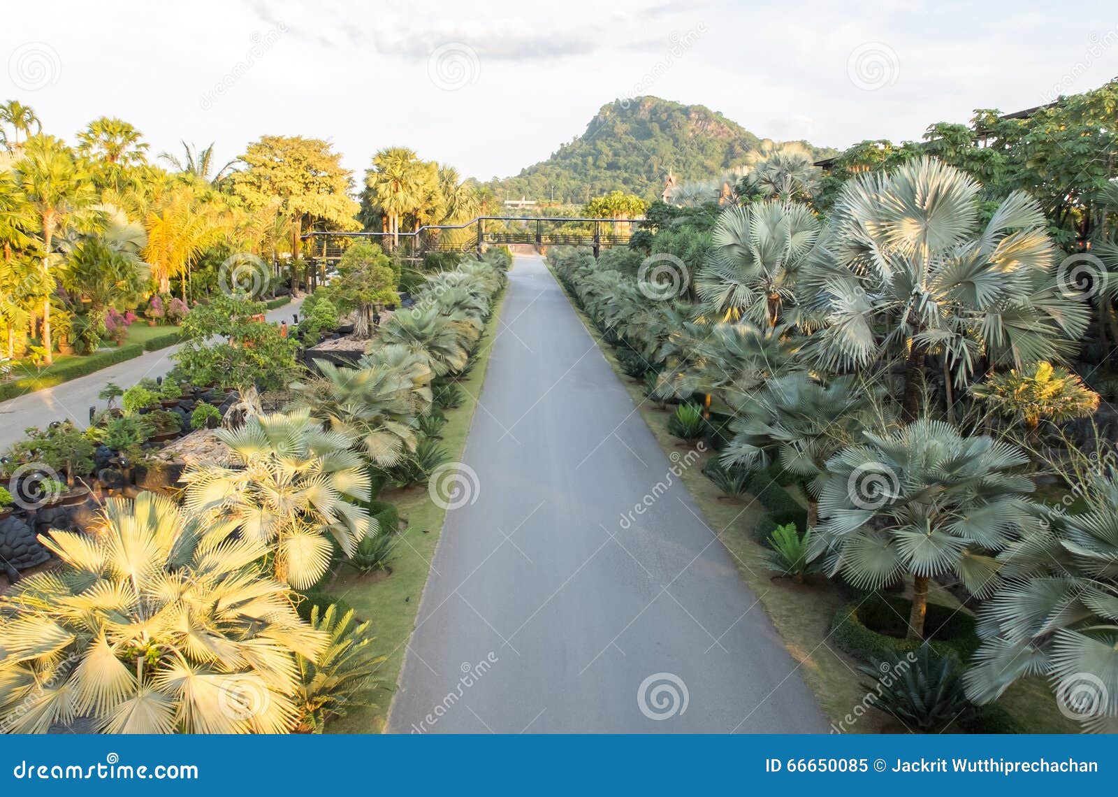Small Road between Various Type of Trees To the Mountain Stock Image ...